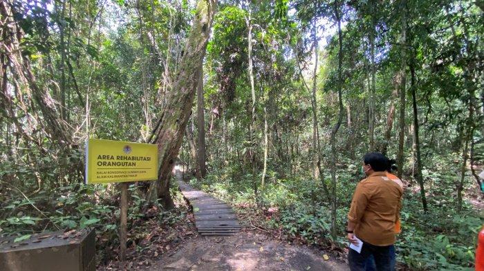 Sekolah Orangutan di Berau Terancam Akibat Aktivitas Pertambangan - Tribunkaltim.co