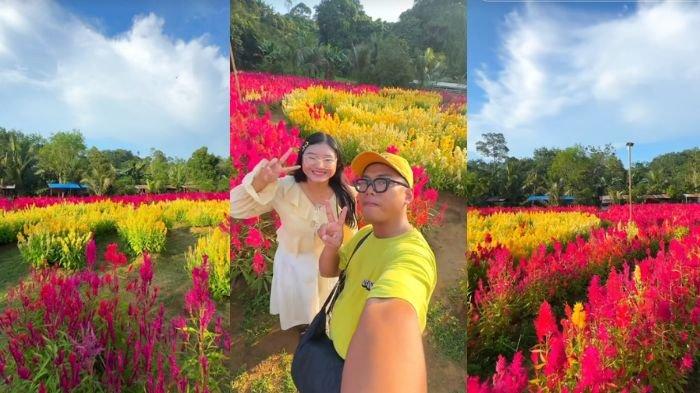 Intip Taman Bunga Celosia di Samarinda yang Lagi Viral di TikTok, Bunga ...