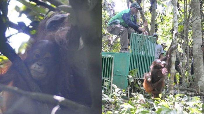 BKSDA Kaltim Berhasil Rehabilitasi dan Lepasliarkan 4 Orangutan Kalimantan - Tribunkaltim.co