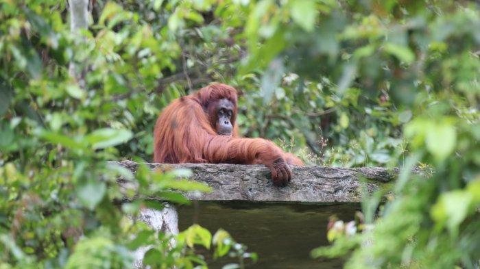 6 Orangutan akan Dilepasliarkan, BOSF Ajukan Pemanfaatan Pulau Teluk ...