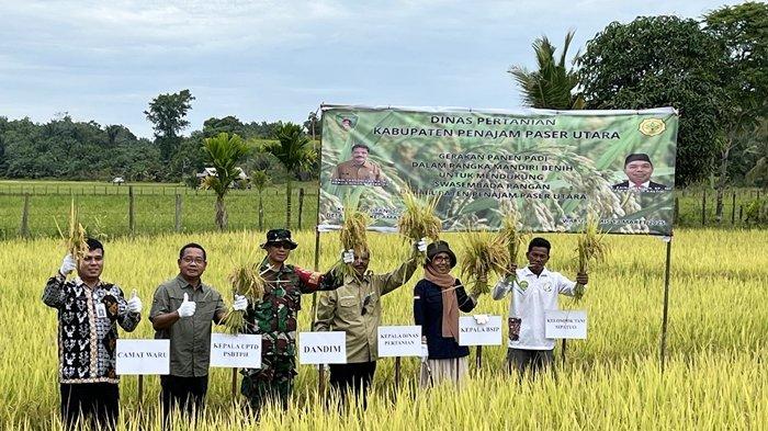 Dukung Swasembada Pangan, Distan PPU Gelar Panen Padi Impari di Desa Sesulu - Tribunkaltim.co
