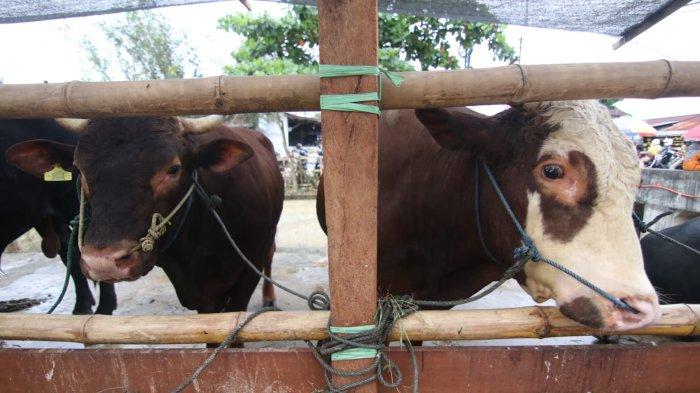 DKP3 Balikpapan Beri Stiker Khusus Pada Hewan Kurban yang tak Layak ...