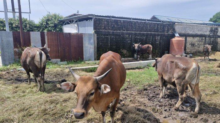 Jenis Sapi Swiss jadi Pilihan Presiden Prabowo untuk Kurban Idul Adha ...