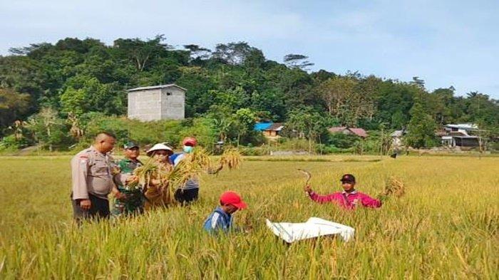 Demplot Kelurahan Panji Kukar Hasilkan 23 Ton Padi Mekongga ...