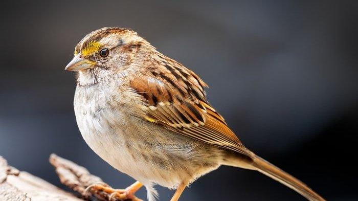 INILAH 4 Burung Liar yang Jadi Spesies Burung Paling Banyak di Bumi ...