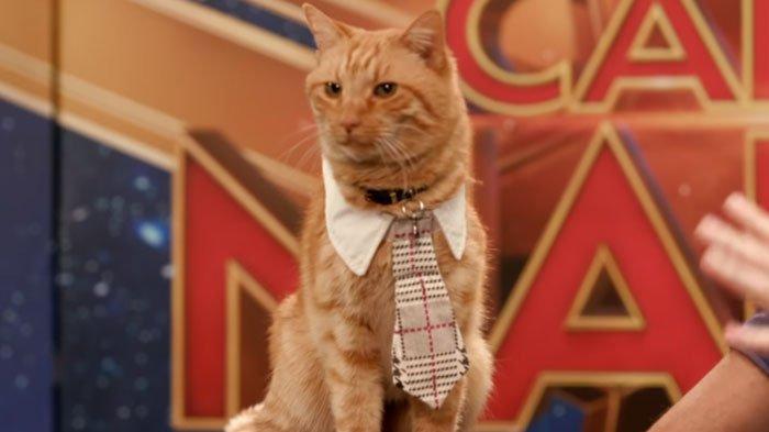 6 Fakta Tentang Goose the Cat di Film Captain Marvel, Mulai dari Kucing ...