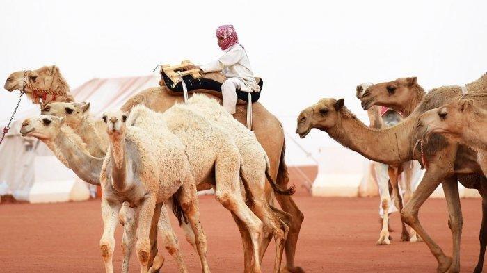 Tahukah Anda Ternyata Punuk Unta Fungsinya Bukan untuk Menyimpan Air ...