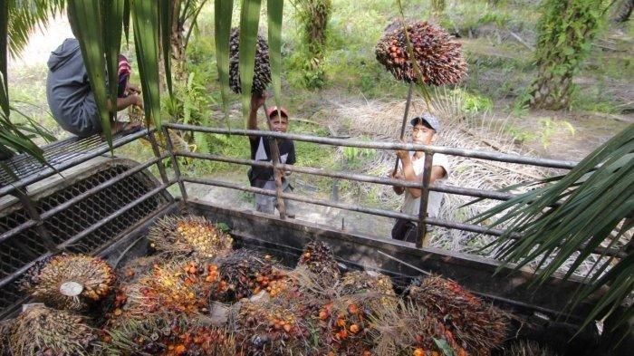 5 Daerah Penghasil Kelapa Sawit Terbesar di Kalimantan Timur, Tercatat Produksi Sampai Jutaan ...