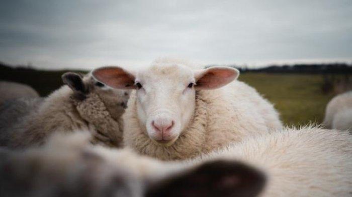 7 Fakta Unik Hewan Domba yang Belum Banyak Orang Tahu, Miliki Daya ...