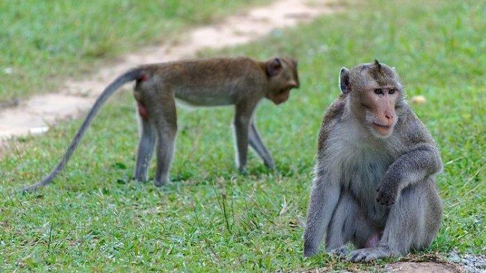 Sejarah 30 Januari: Hari Primata Indonesia, Ini Penjelasan dan Asal ...