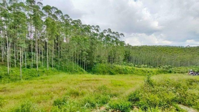 IKN Mengusung Konsep Forest City, tapi Tutupan Lahan Hutan Hijau Masih ...