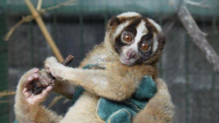 5 Fakta Unik Binatang Kukang, Memiliki Bisa yang Digunakan untuk ...