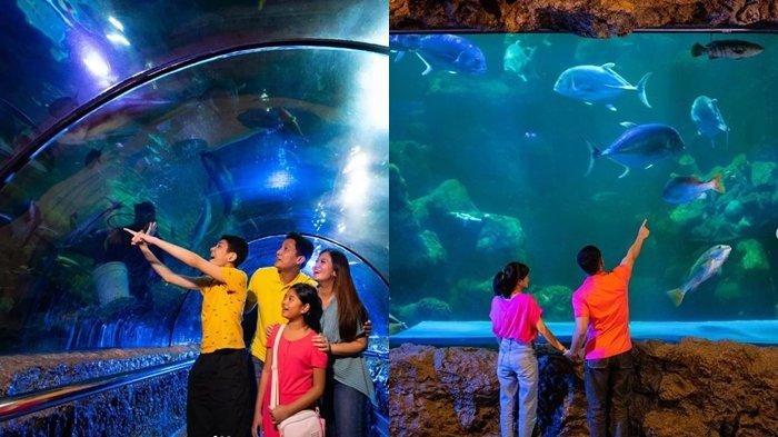 Harga Tiket Masuk Sea World Ancol Terbaru di Bulan Januari 2023 saat ...