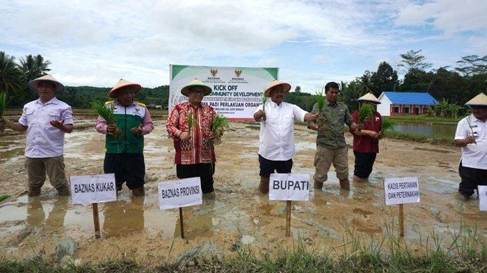 ZCD Budi Daya Padi Organik, Bupati: Sejalan dengan Pembangunan ...