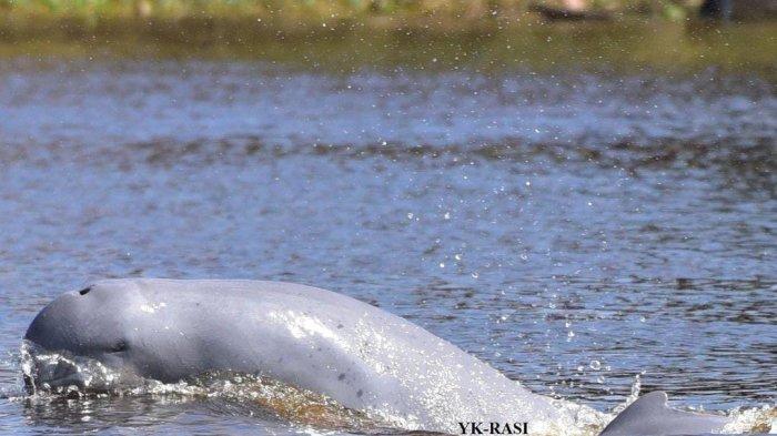 42 Ribu Ha Kawasan Perairan Sungai Mahakam Jadi Wilayah Konservasi ...