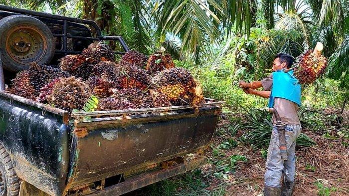 Larangan Ekspor Dicabut, Harga Sawit di Long Ikis Kabupaten Paser ...