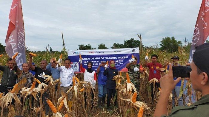 Gelar Demplot, Pupuk Kaltim Tingkatkan Produktivitas Jagung Pipil ...