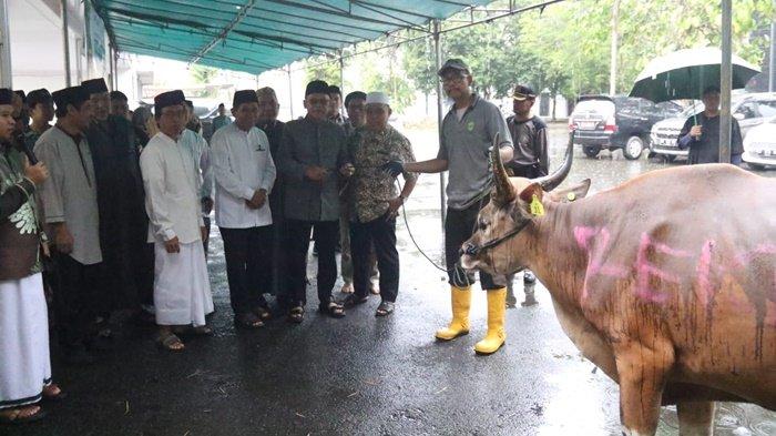 Rayakan Idul Adha 1445 H, Universitas Mulawarman Sembelih 49 Hewan ...
