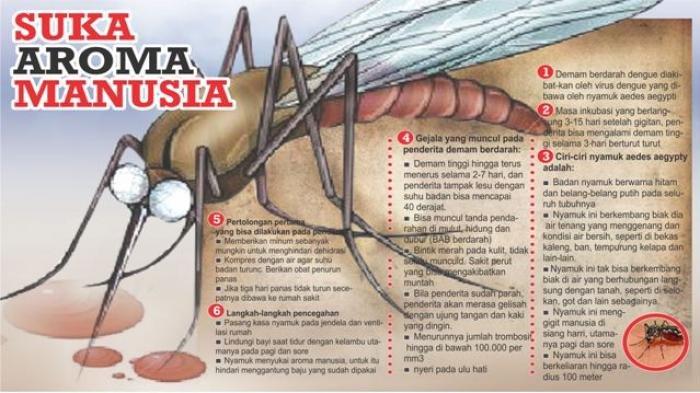 6 Gejala Demam Berdarah yang Perlu Anda Waspadai dan Cara Penanganan ...
