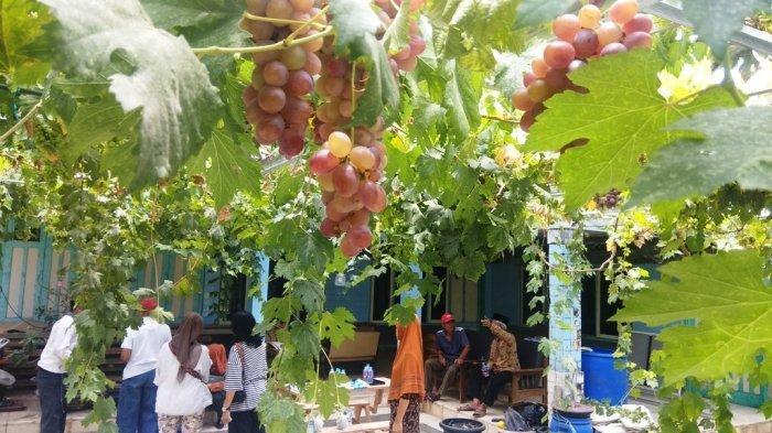 Ingin Menanam Buah Anggur di Rumah, Ini 5 Tips Menanam Buah Anggur di ...