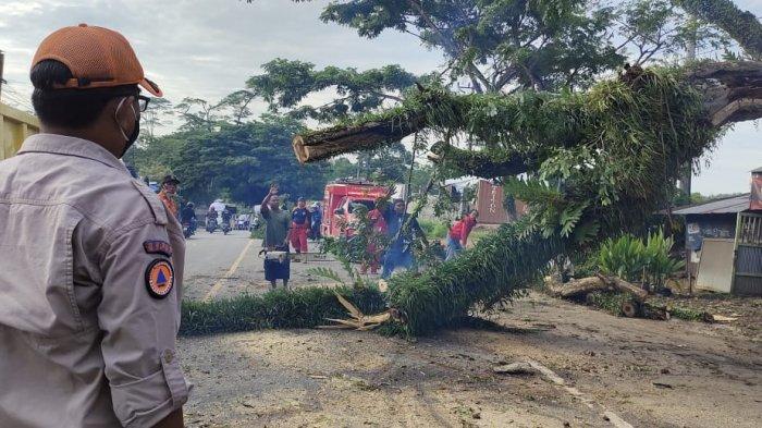 Tiada Hujan dan Angin Kencang, Pohon Besar di Pinggir Jalan Km 15 ...