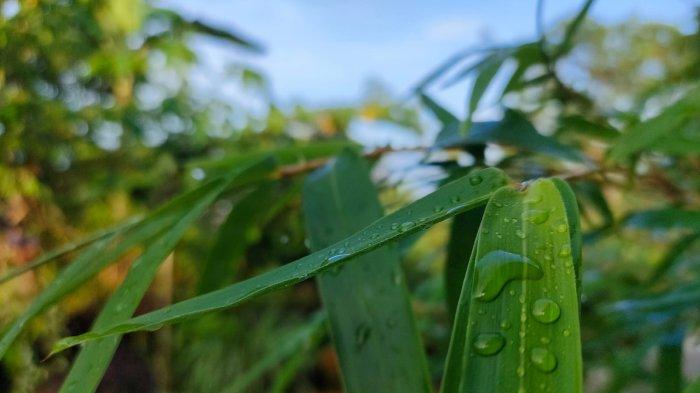 Cuaca Kukar Hari Ini, Kota Berandanya IKN Nusantara Berpotensi Hujan ...