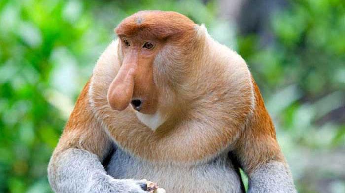 Monkey Bussiness, Apa Sih Itu? - Tribunkaltim.co