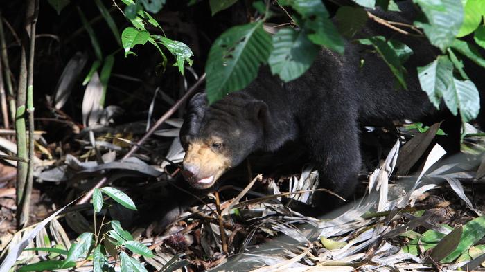Mengenal Sun Bear, Beruang Madu, Dia yang Termungil di Dunia Lho ...