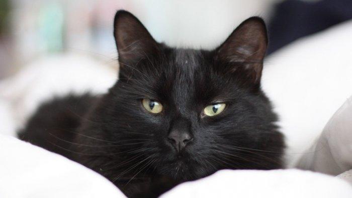 7 Fakta Kucing Hitam yang Belum Banyak Orang Tahu, Ternyata Tidak Mudah ...