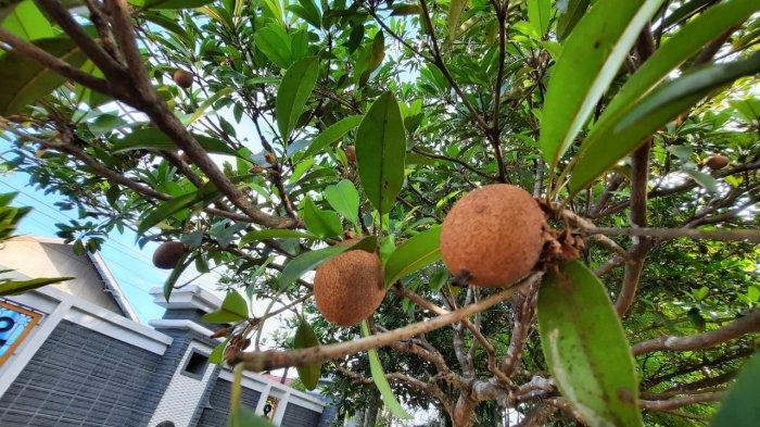 Berikut Tips Memilih Buah Sawo yang Siap Panen - Tribunkaltim.co