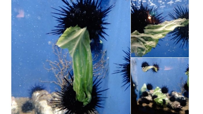 5 Fakta Unik Bulu Babi, Duri Beracun hingga Dijual dengan Harga Mahal ...