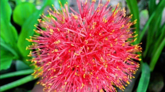 Waktu Mekarnya Tak Biasa! Inilah Sederet Keunikan Bunga Desember dan ...