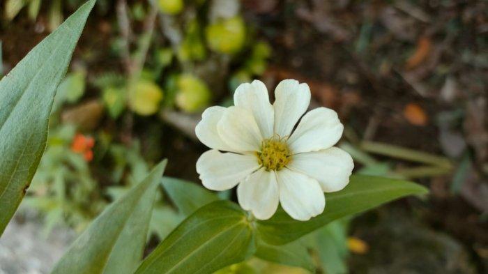 Cuaca Mahakam Ulu Hari Ini, 3 Kecamatan akan Hujan Petir, Antara Lain ...
