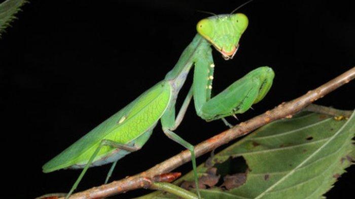 5 Fakta Unik Belalang yang Jarang Diketahui, Matanya Ternyata Ada 5 dan ...
