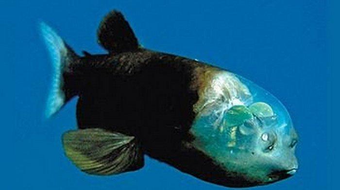 Lucu atau Seram? Inilah Barreleye Fish, Ikan Aneh Berkepala Transparan ...