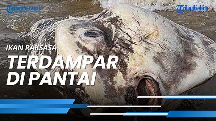 NEWS VIDEO Ditemukan Ikan Raksasa Aneh Terdampar di Pantai Australia ...
