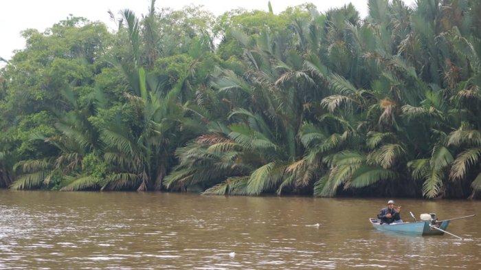 Kalimantan Timur Miliki Mangrove Terbesar di Indonesia, Begini ...