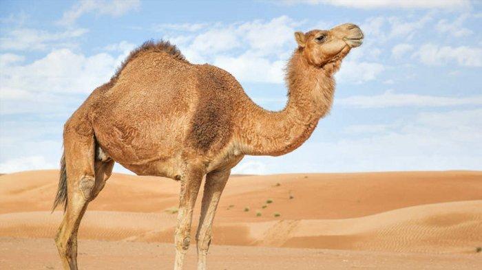 Bukan Hewan Asli Australia, Kenapa Populasi Terbesar Unta Justru Ada di ...