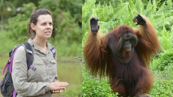 Peduli Orangutan, Dosen Cantik Universitas Birmingham Ini Belajar di ...