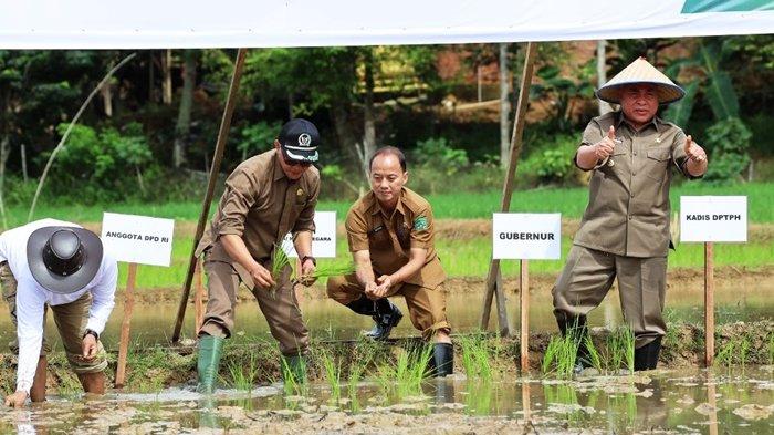 Gerakan Tanam Padi Seribu Hektar, Pemkab Kukar Siap Tingkatkan Produktivitas Padi - Halaman all ...