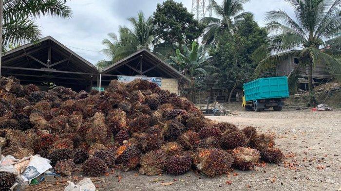 Harga TBS Naik di Berau, Kebijakan Ekspor Sawit Diperpanjang - Tribunkaltim.co