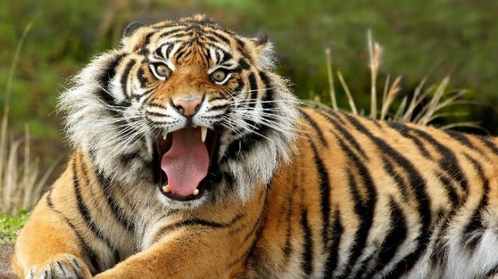 Hari Harimau Sedunia 29 Juli, 2 Generasi Harimau Sumatera Berhasil ...