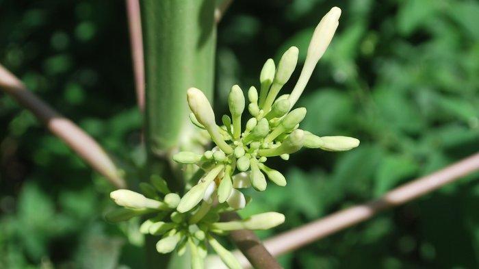 Tahukah Anda, Inilah Cara Mudah Menghilangkan Rasa Pahit Bunga Pepaya ...