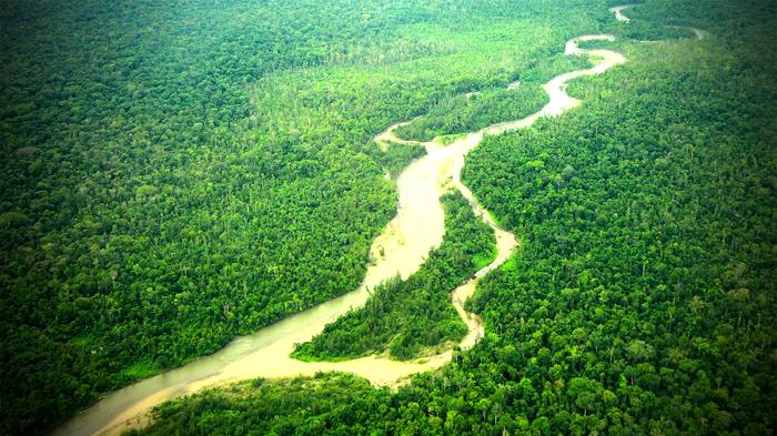 INILAH PENYEBAB Hutan Gundul dan Dampaknya Bagi Manusia dan Bumi, Tak ...