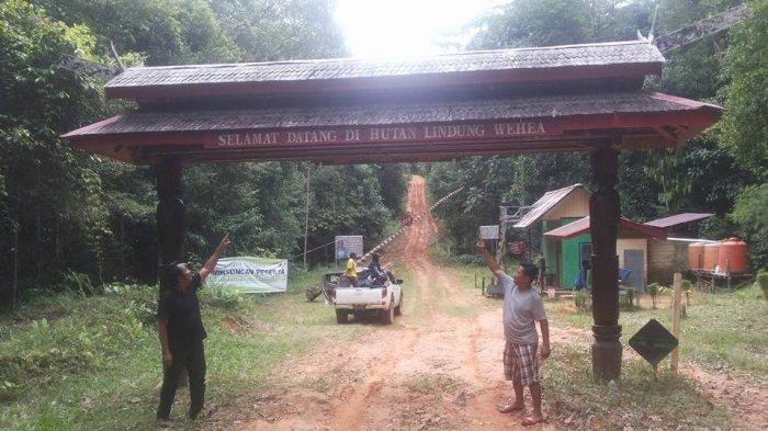 Wisata Alam ke Hutan Lindung Wehea di Kutai Timur, Tempuh 3 Pilihan Perjalanan - Tribunkaltim.co