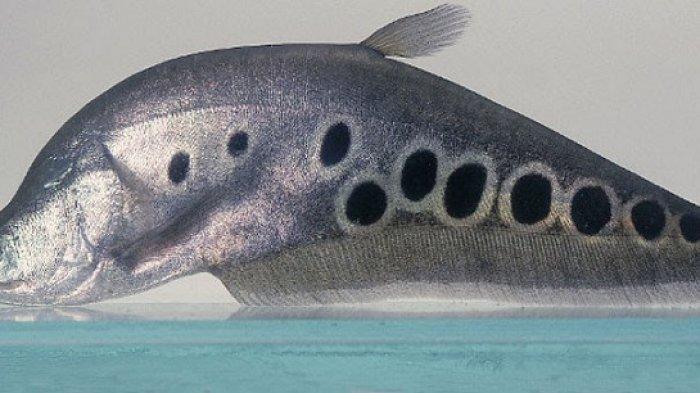 Mengenal Ikan Belida yang Sering Menjadi Bahan Baku Pembuatan Amplang ...