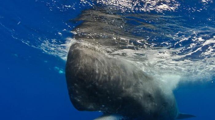 Wow, Cuma Muntahan Paus yang Bisa Dihargai Hampir Rp 1 Miliar ...