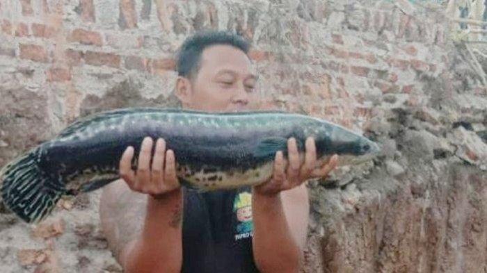 Berita ikan yang bisa dikonsumsi Terbaru Hari Ini - Tribunkaltim.co