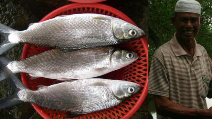 4 Jenis Ikan yang Memiliki Banyak Durinya dan 4 Cara Hilangkan Duri ...