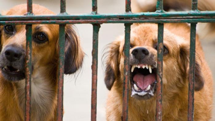 Apakah Rabies Bisa Disembuhkan? Ini Cara Penanganan atau Pengobatan ...